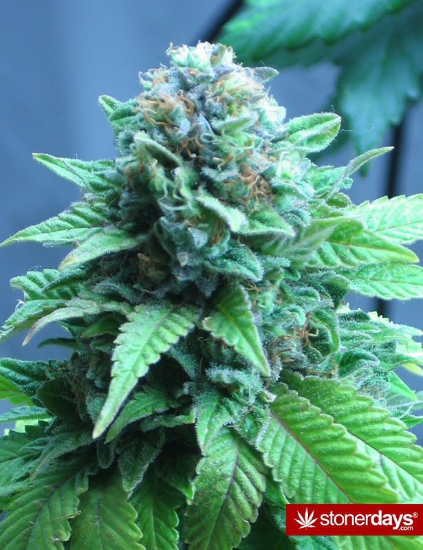 Stonerdays Logo